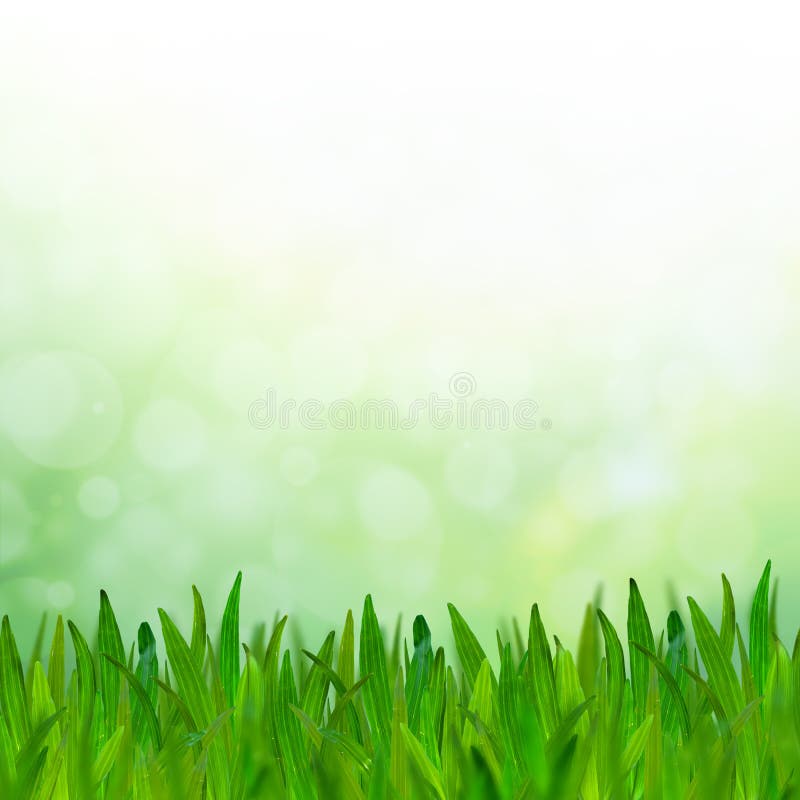 Fresh Green Grass Background in Sunny Summer Day Stock Image - Image of ...
