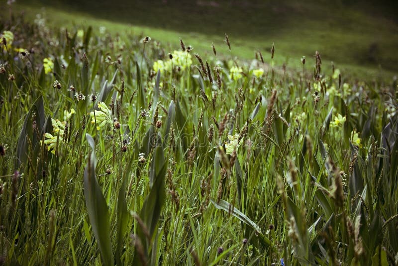 Green grass stock image. Image of plays, vegetation, swings - 55680595