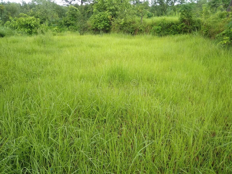 Green grass in jungle stock photo. Image of small, grass - 157435154