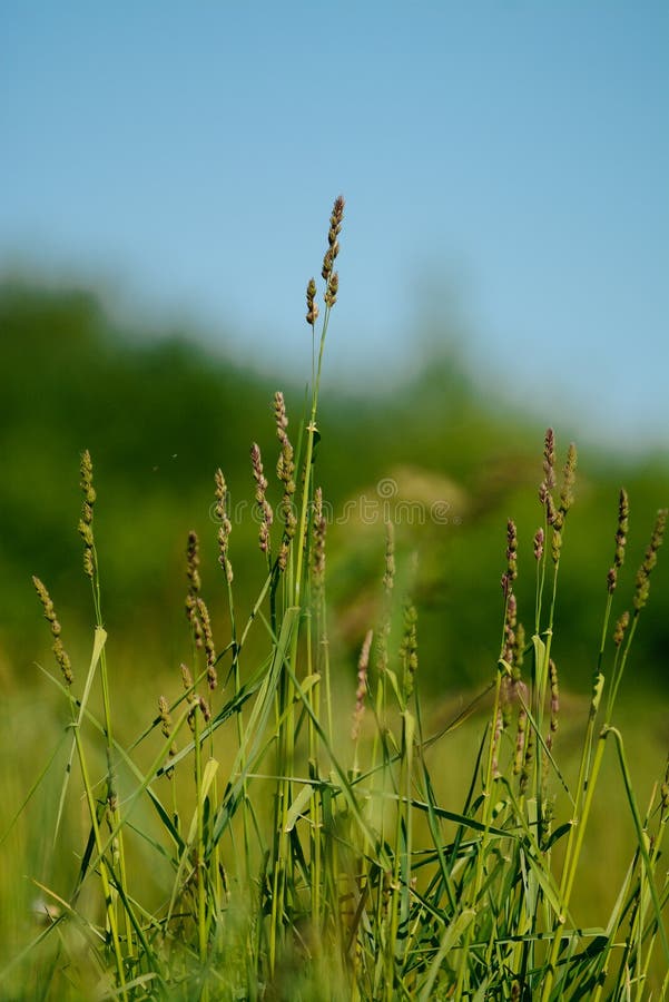 Green Grass in the Fields on a Sunny Day Stock Image - Image of ...