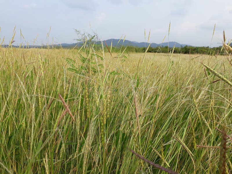 Green Grass Filed India, Green Grass Landscape. Stock Image - Image of ...