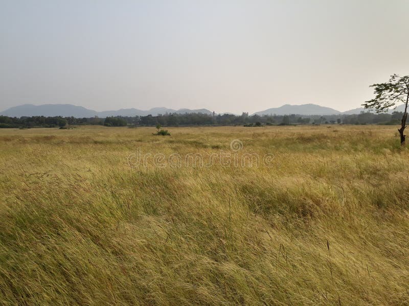 Green Grass Filed India, Green Grass Landscape. Stock Image - Image of ...