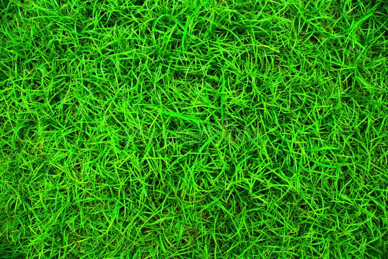 Green Grass Floor Texture Ideal for Use in the Design Backgroung Stock ...