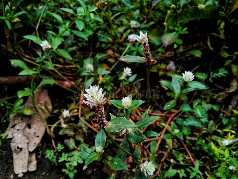 Grass is a Monocot Plant that Has Narrow, Tapered Leaves that Grow from ...