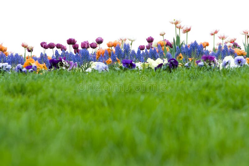 Green grass and flowers stock photo. Image of green, sward - 14449238