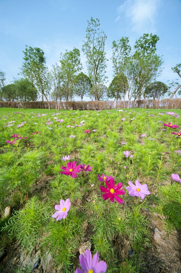 Green grass and flowers stock photo. Image of environment - 32279992
