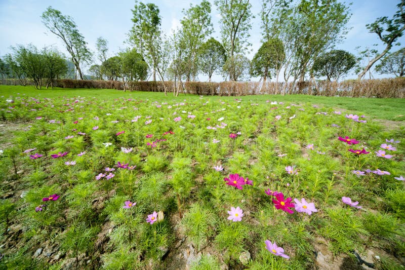 Green grass and flowers stock photo. Image of environment - 32279992