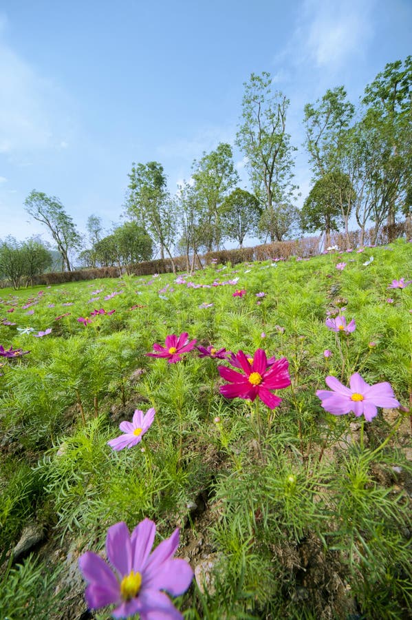 Green grass and flowers stock photo. Image of environment - 32279992