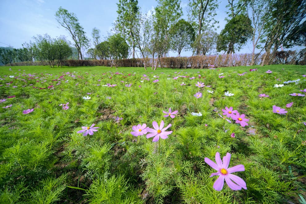 Green grass and flowers stock photo. Image of environment - 32279992