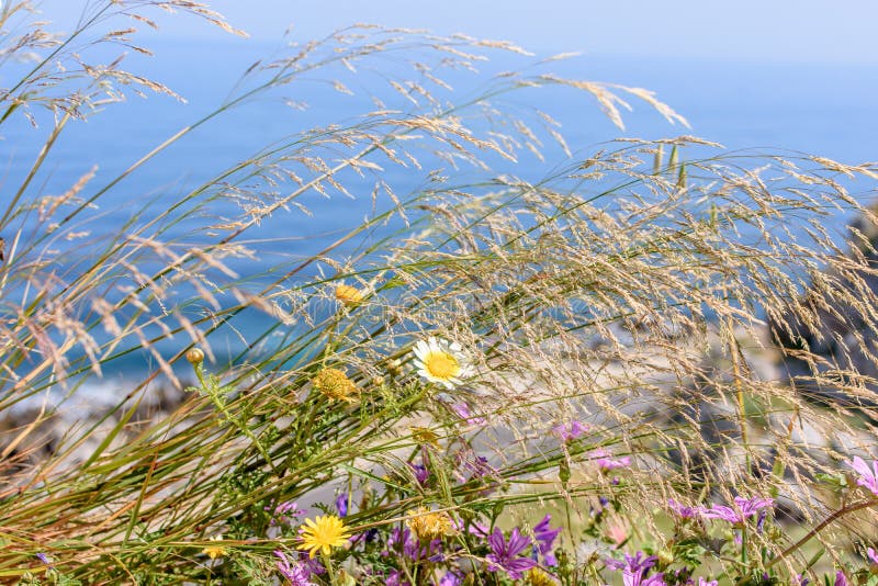 Green Grass on a Background of Blue Ocean and Blue Sky Stock Photo ...