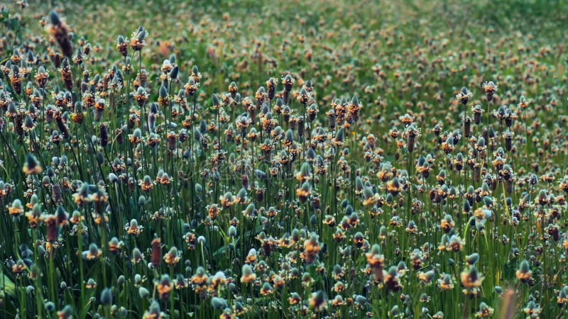 Green Grass and Flowers. Flowers in the Field Stock Footage - Video of ...