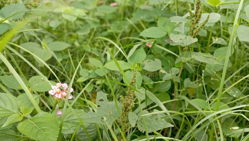 Green Grass Flowers that Grow Wild in the Yard Stock Photo - Image of ...