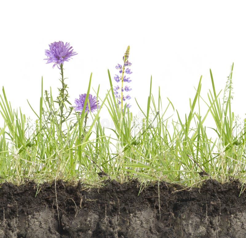Green grass with flowers stock image. Image of plant - 61022543