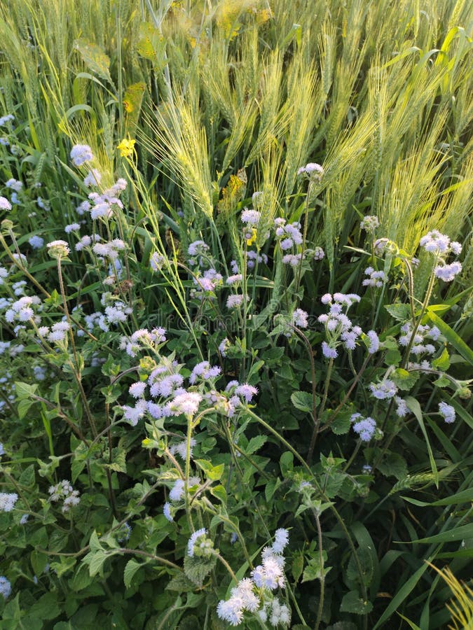 Green Grass with Flowers Wheat Spring Season Stock Image - Image of ...