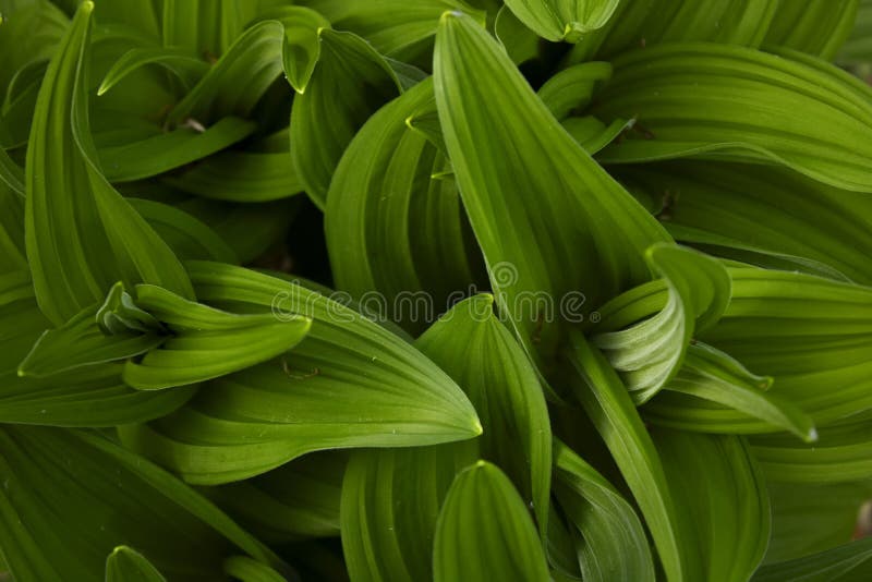 Green Grass Foliage Close Up. Sharp Edges Intertwine Stock Photo ...