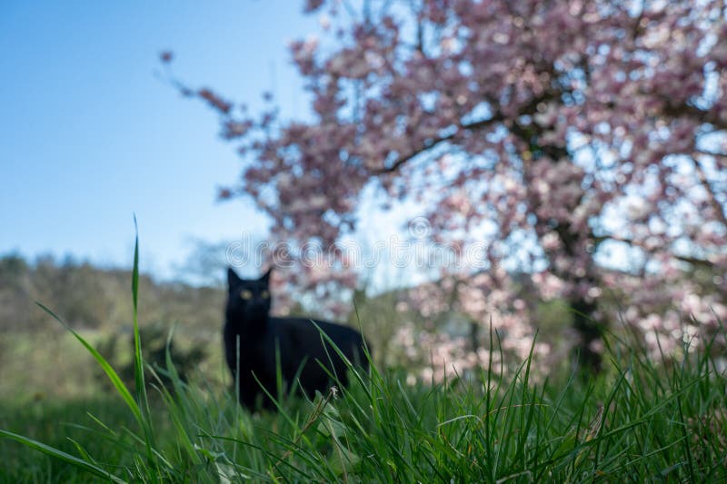 Green Grass Foreground Black Cat Out Focus Background Stock Photos ...