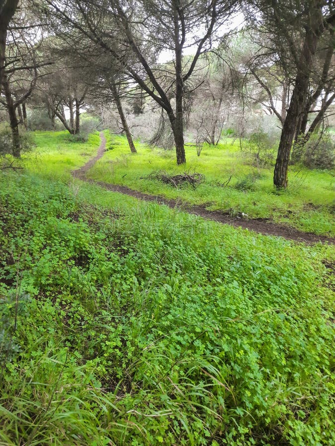 Green grass in the forest stock image. Image of lawn - 208962569