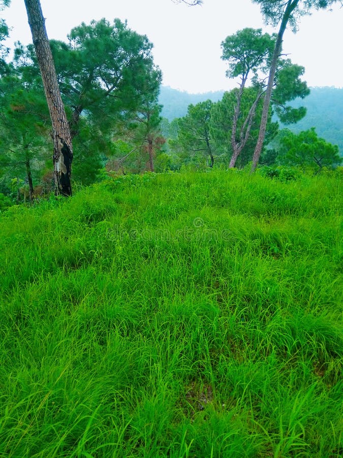 Green grass in jungle stock photo. Image of small, grass - 157435154
