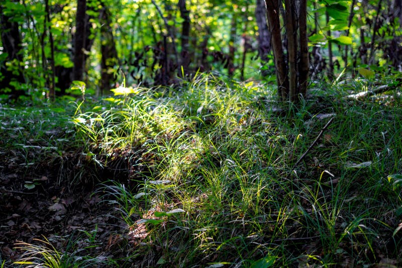 Green grass in the forest stock image. Image of plant - 124909633