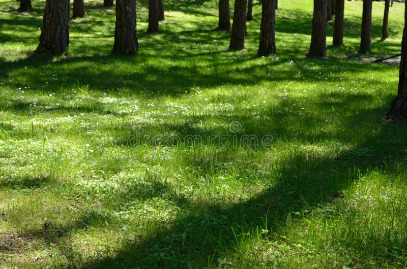 Green Grass in Forest stock image. Image of park, nature - 71973175