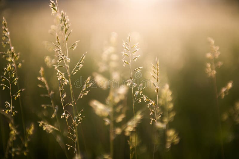 Green Grass on the Forest Meadow at Sunset Stock Photo - Image of grass ...