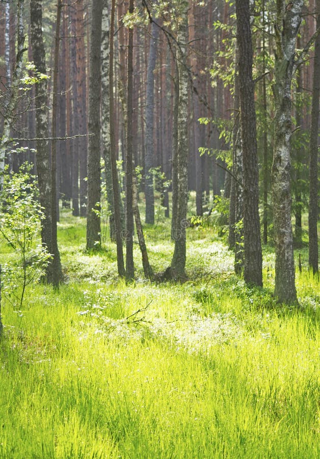 Green grass in a forest stock photo. Image of field, herbaceous - 94640282
