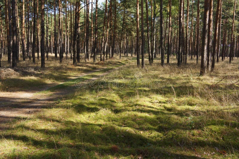 Green Grass in the Forest stock photo. Image of seed - 65026298