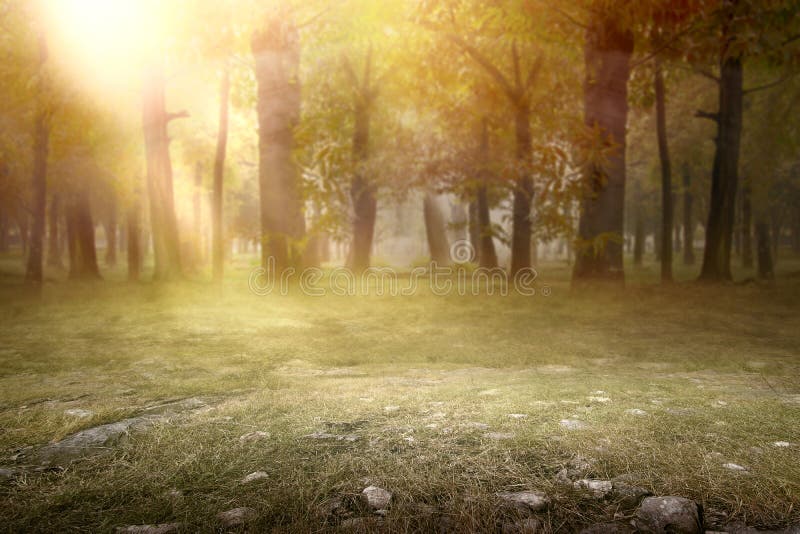 Green grass in the forest stock photo. Image of light - 270433432