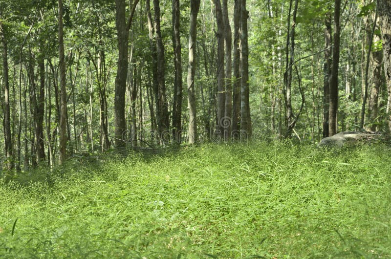 Green grass and forest stock image. Image of blue, rock - 61378137