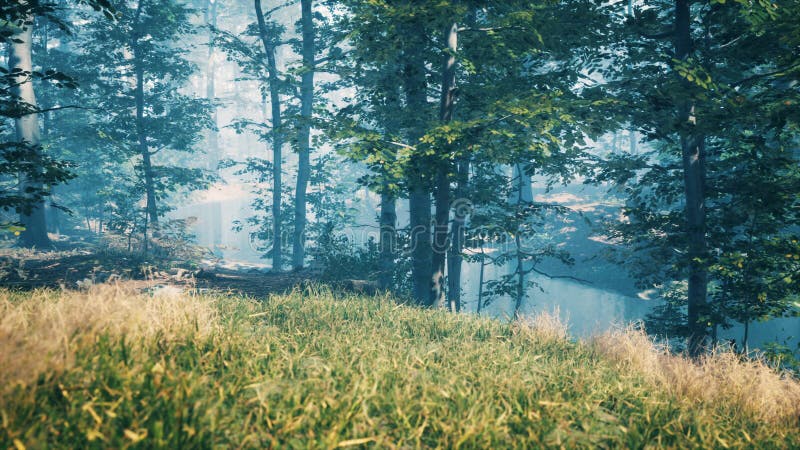 Green Grass in the Forest at Sunny Summer Morning Stock Photo - Image ...