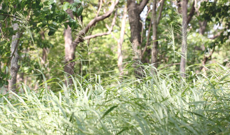 Green grass in forest. stock photo. Image of summer, leaves - 42374324
