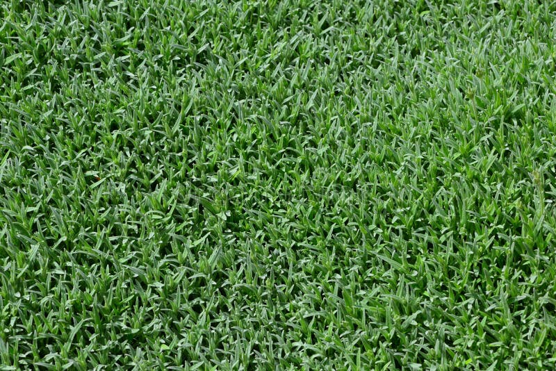 Dense green grass texture stock photo. Image of dense - 116283856
