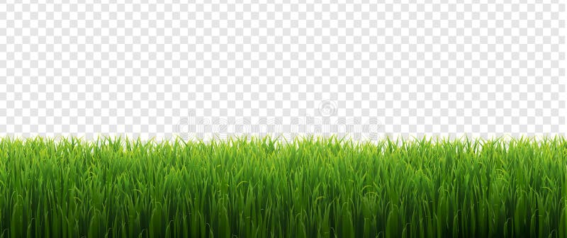 Green Grass Frame Isolated with Transparent Background Stock Vector ...