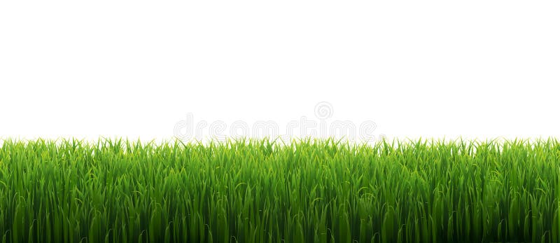 Green Grass Frame Isolated with White Background Stock Vector ...