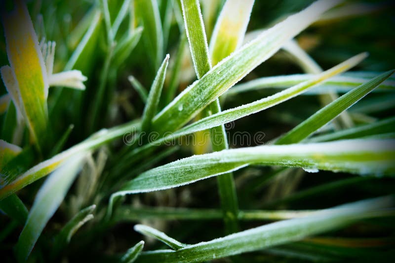 Green Grass and Freezing Fog Stock Image - Image of nature, frosty ...