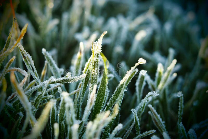 Green Grass and Freezing Fog Stock Image - Image of freeze, outdoor ...