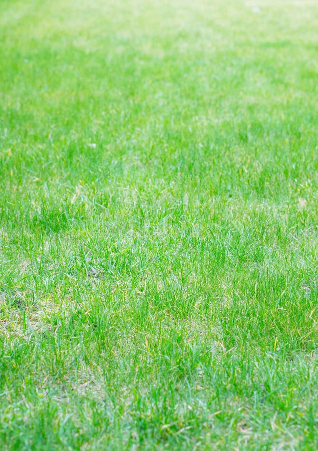 Green grass stock image. Image of grass, growth, field - 39139513