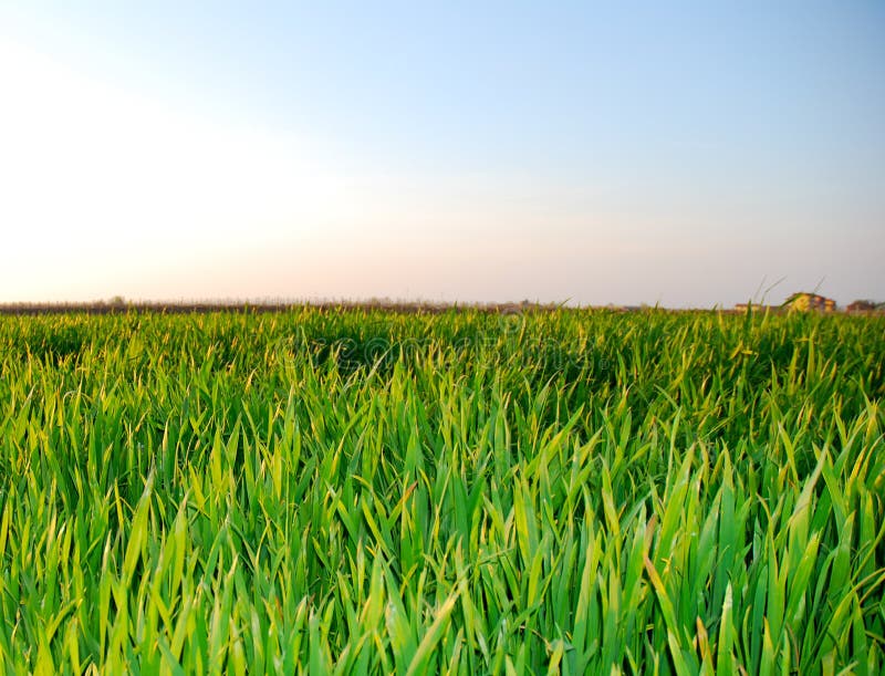 Fresh green grass stock image. Image of green, ecosystem - 323607