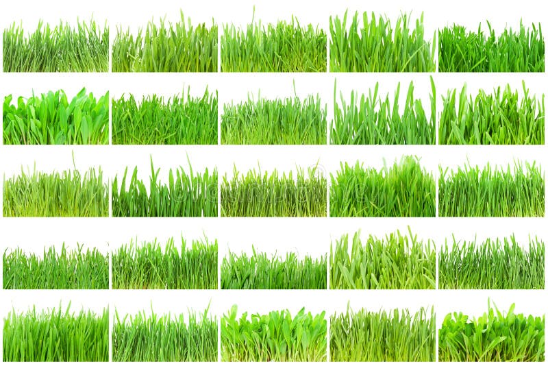 Seamless Grass Texture on White Stock Image - Image of color, field ...