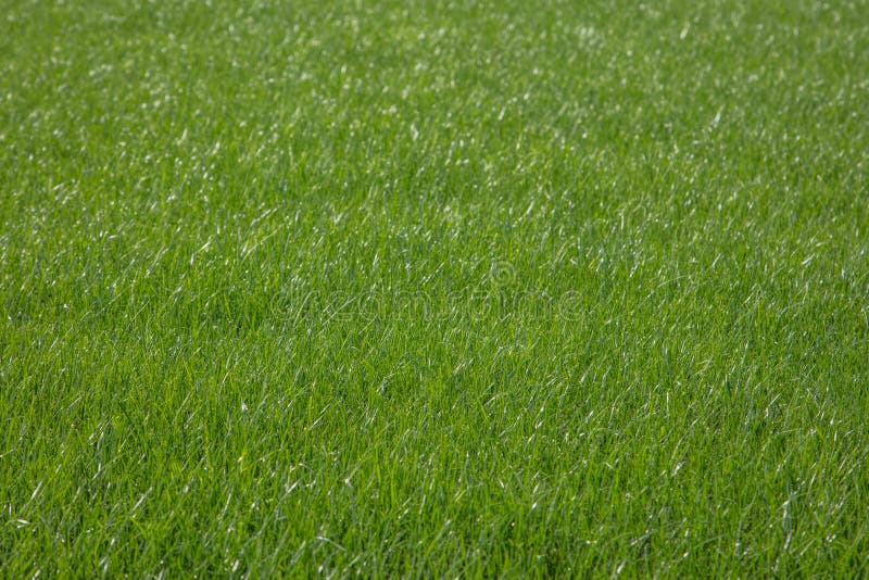 Green grass stock image. Image of nature, outdoor, green - 91135289