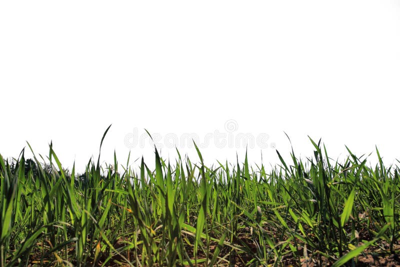 Green Grass Fresh Overlay Herbal Growth Banners and Fresh Overlay ...