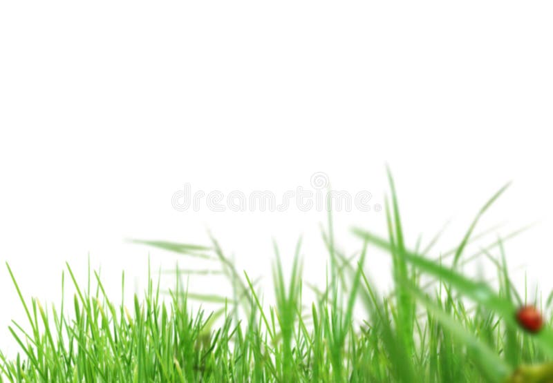 Green Grass Fresh Overlay Herbal Growth Banners and Fresh Overlay ...