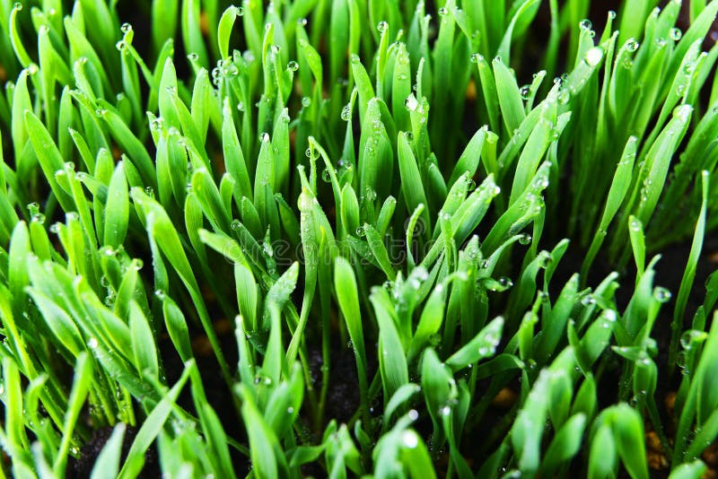Green grass stock image. Image of leaves, morning, color - 81083053