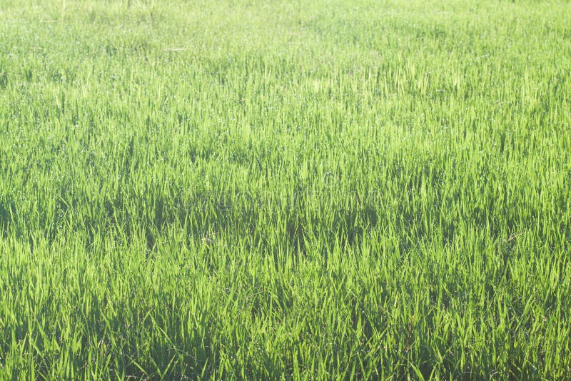 Green grass stock image. Image of liquid, nature, season - 32365957