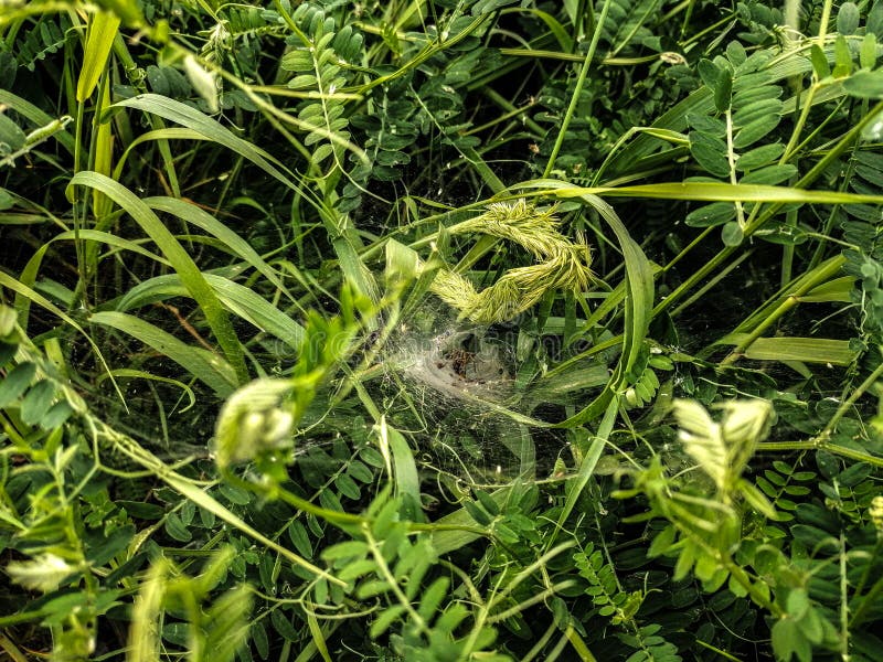 Green grass fullframe stock photo. Image of green, fullframe - 228212260