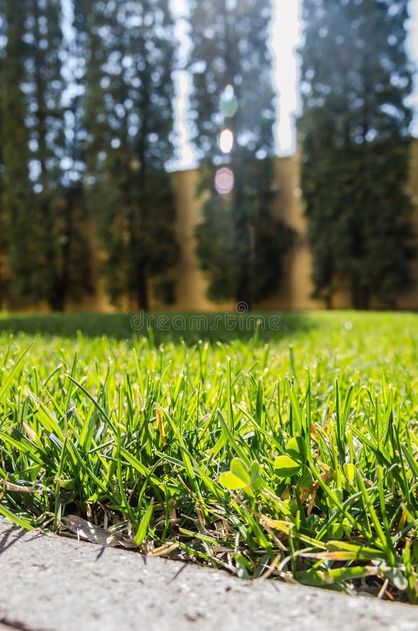 Green grass in the garden stock photo. Image of countryside - 145284968