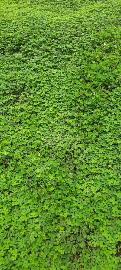 Green Grass, Garden Grass, Fresh Green Grass, Beautiful, Beautiful ...