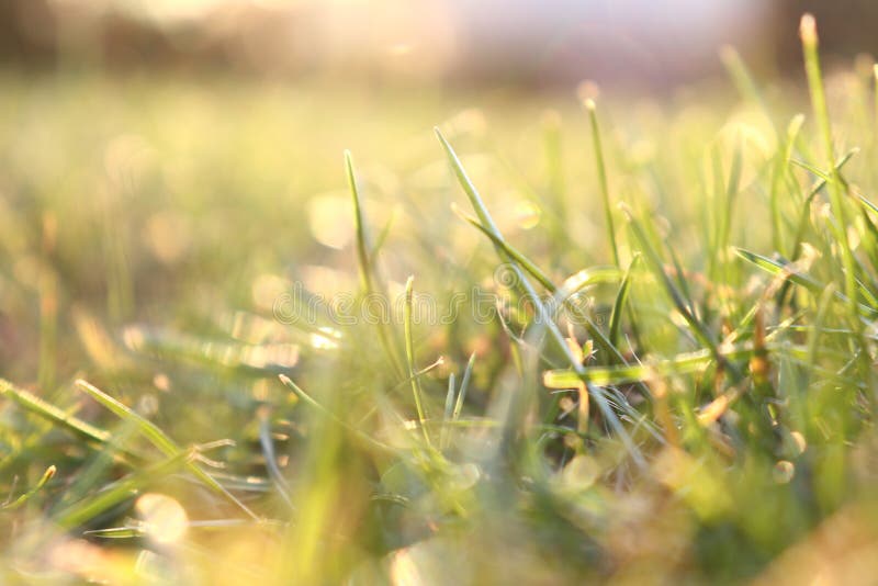 Soft Green Grass in Garden in Germany Stock Photo - Image of land ...