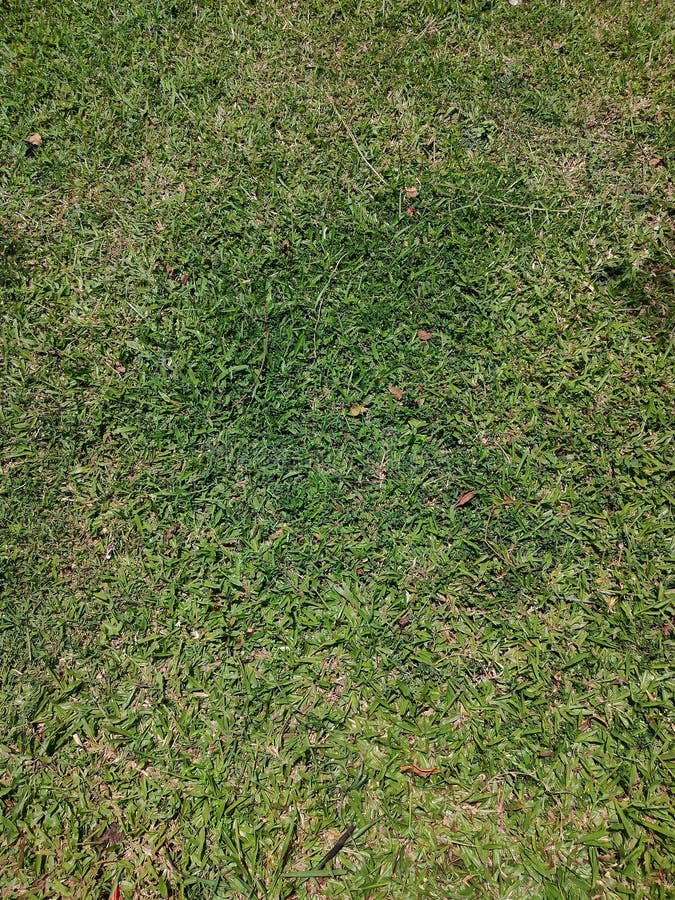 Green Grass in the Garden Photographed at Noon Stock Image - Image of ...