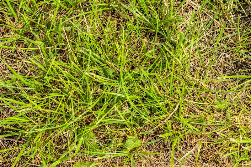 Green Grass Garden Texture Growing Stock Photo - Image of beverage ...
